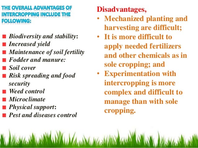 Benefits Of Intercropping
