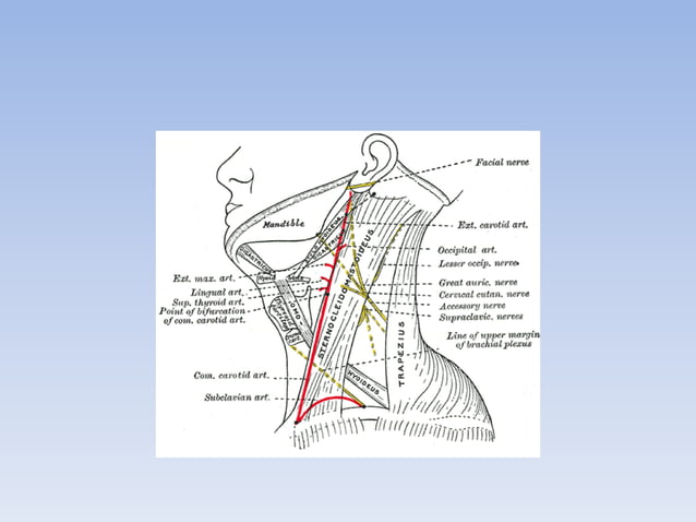 Ludwig's Angina | PPT