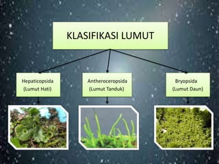 Kelas X materi Lumut (BRYOPHTA) | PPTX