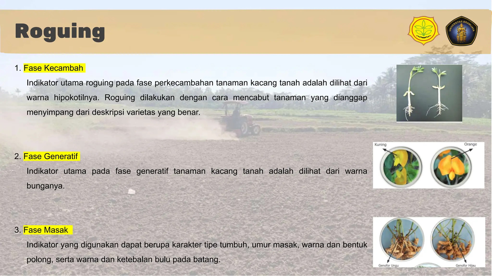 ppt manajemen kacang tanah di balai penelitian aneka kacang dan umbi | PPTX