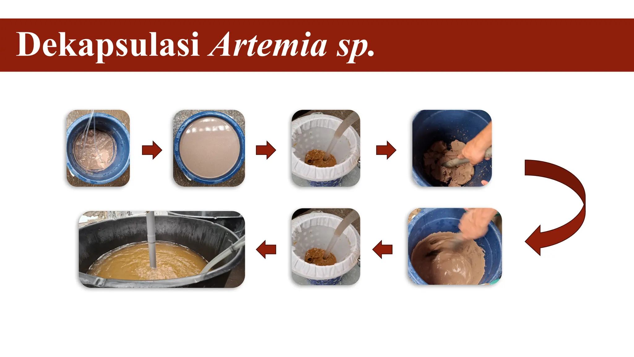 PPT MAGANG PAKAN ALAMI 2 pakan alami artemia.pptx