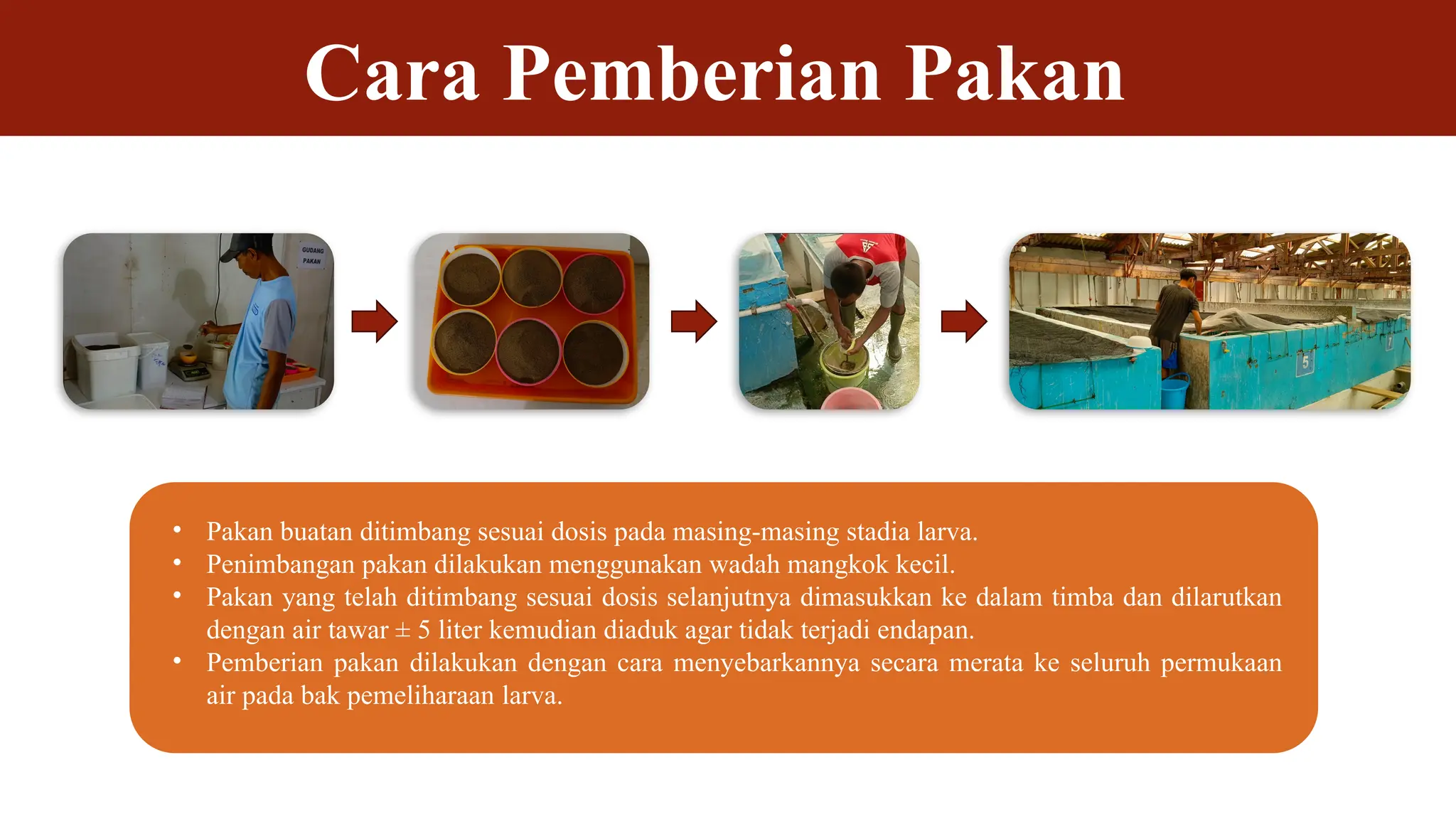 PPT MAGANG PAKAN ALAMI 2 pakan alami artemia.pptx