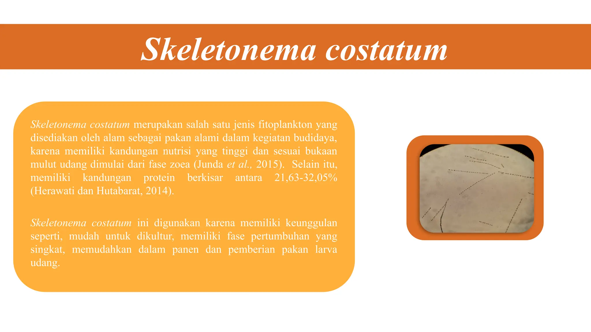 PPT MAGANG PAKAN ALAMI 3 skeletonema.pptx