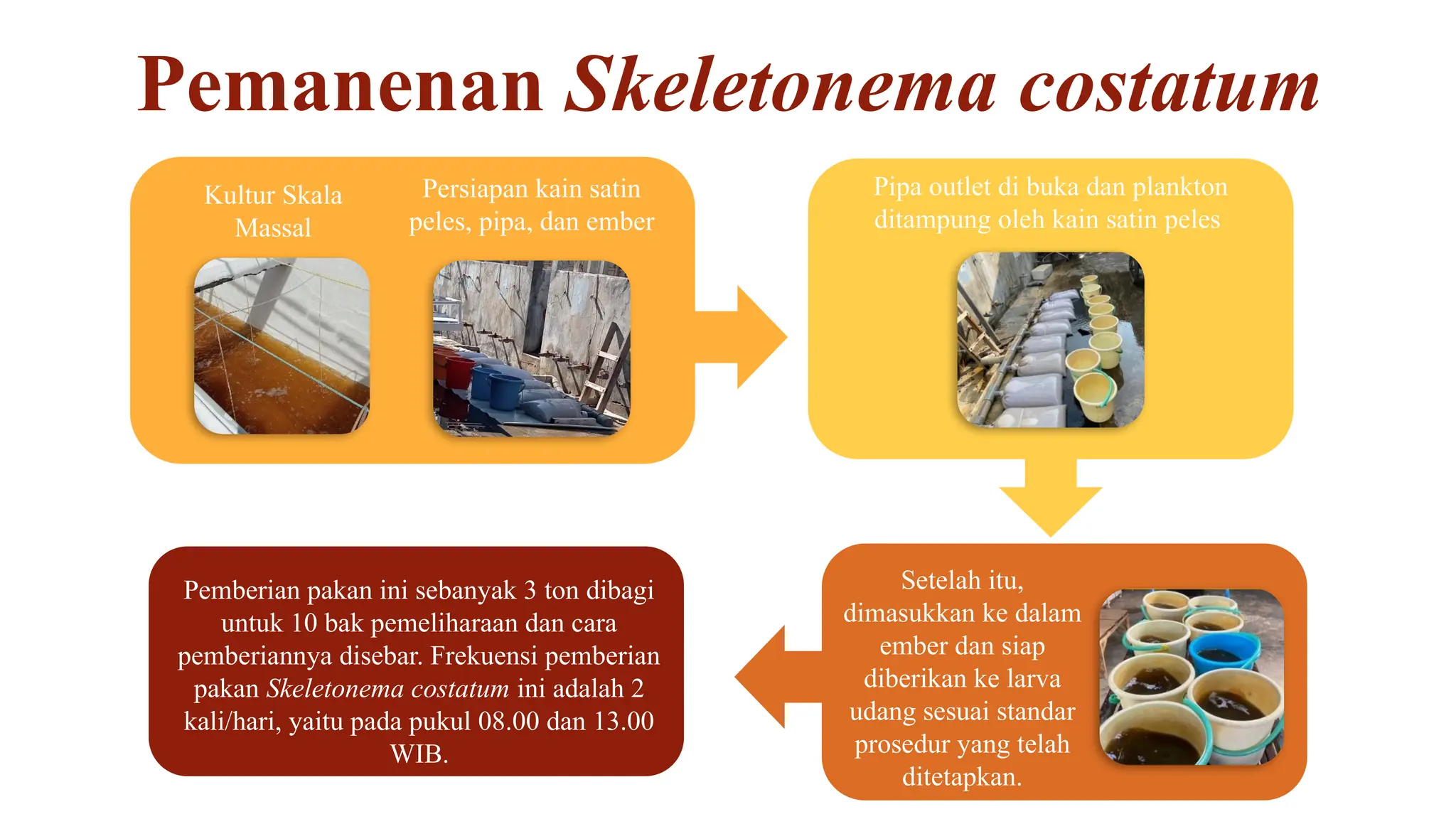 PPT MAGANG PAKAN ALAMI 3 skeletonema.pptx