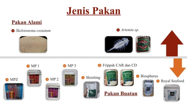 PPT MAGANG PAKAN ALAMI 3 skeletonema.pptx