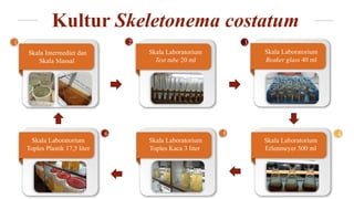 PPT MAGANG PAKAN ALAMI 3 skeletonema.pptx