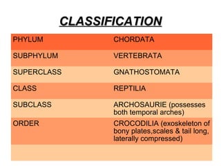 crocodylus | PPT
