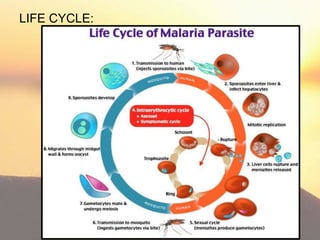 Ppt malaria , JOMY GEORGE | PPTX