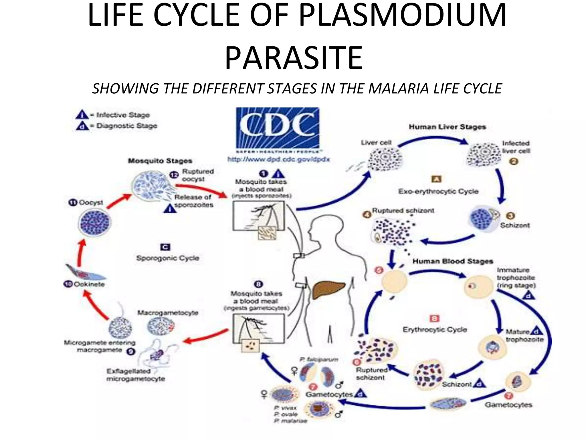 Malaria ppt final | PPTX