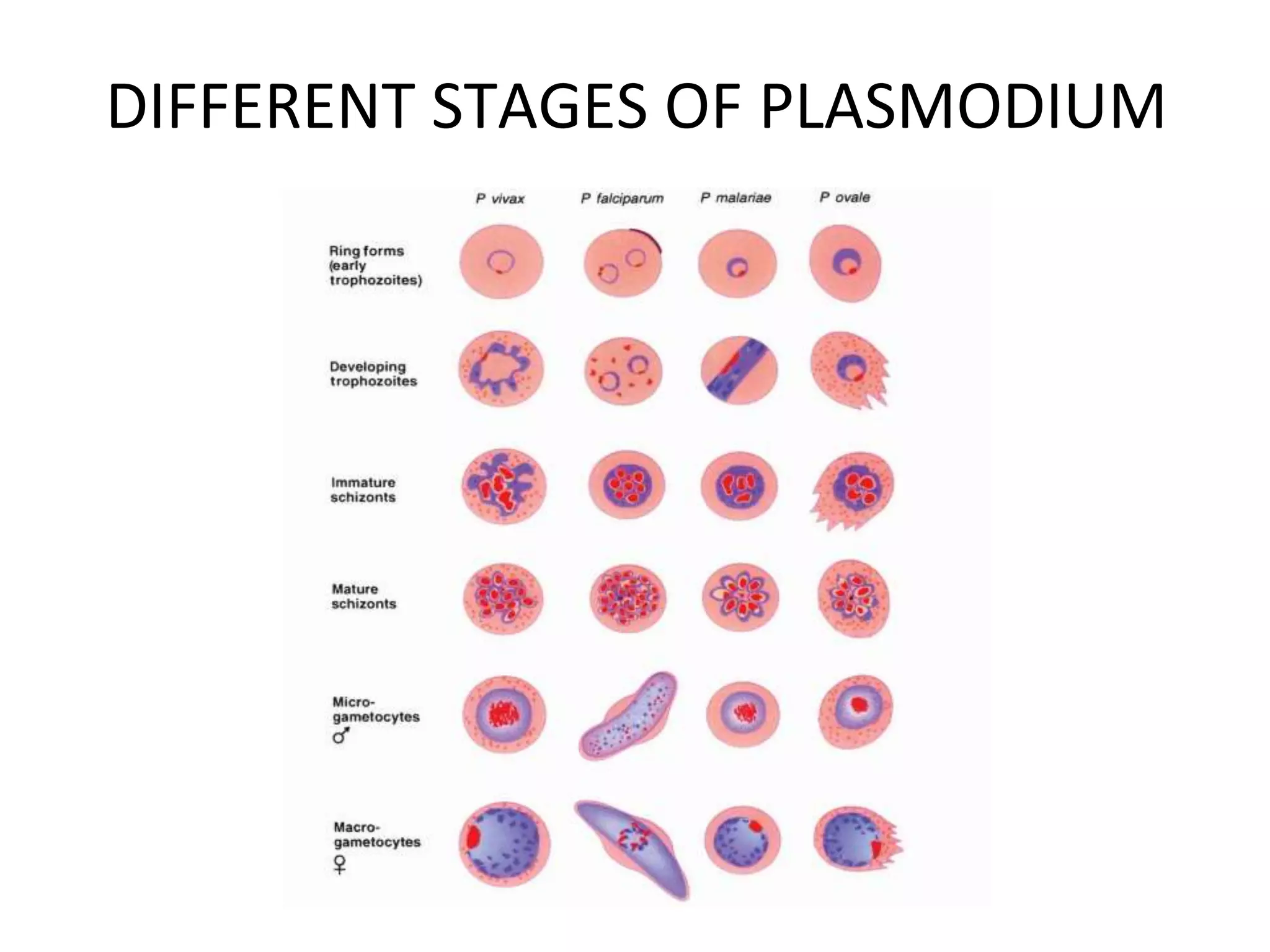 Malaria ppt final | PPTX