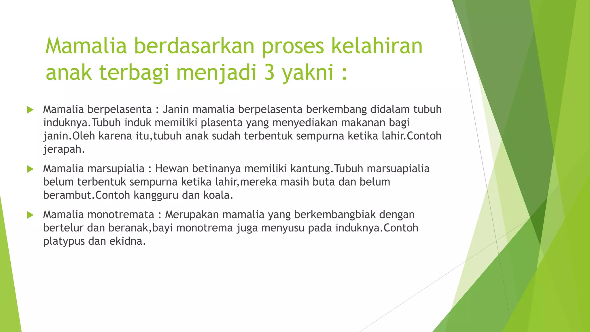 Ppt MAMALIA MIA.pptx