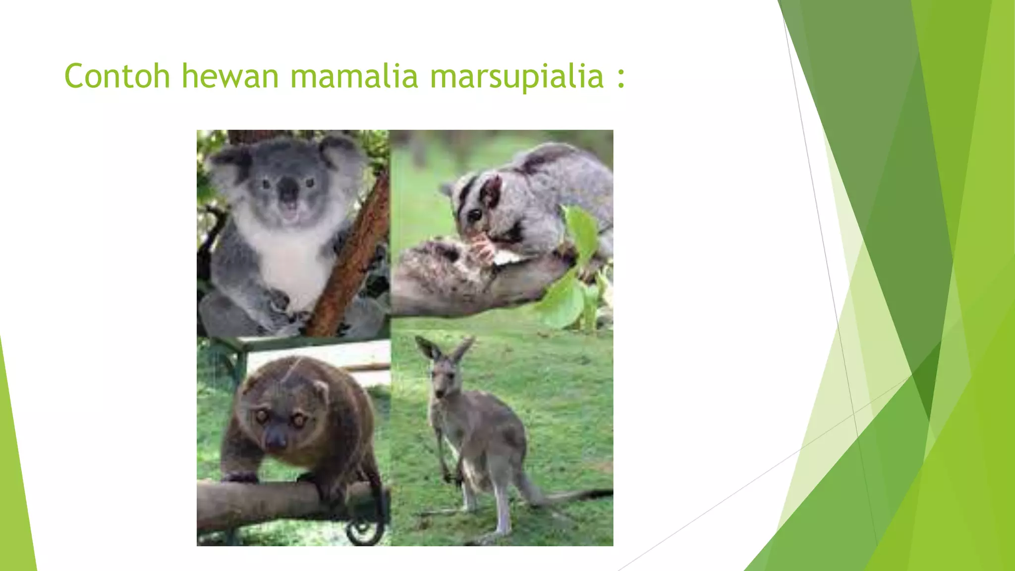 Ppt MAMALIA MIA.pptx