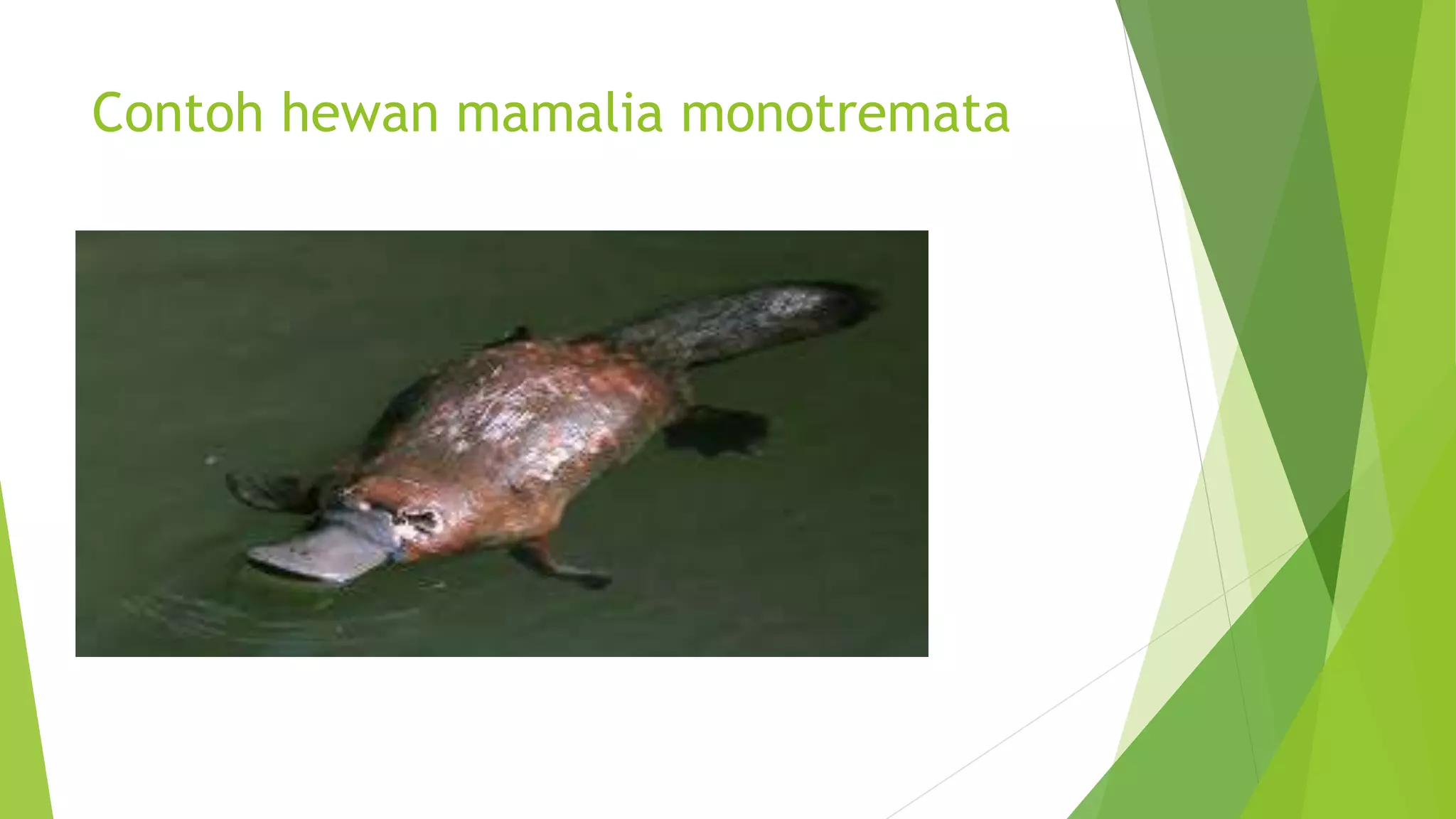 Ppt MAMALIA MIA.pptx