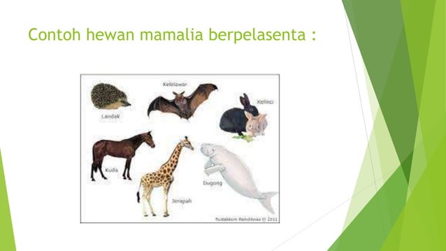 Ppt MAMALIA MIA.pptx