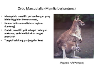 Ppt mamalia (welly&fitri) | PPT