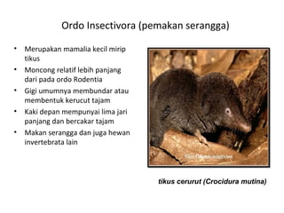 Ppt mamalia (welly&fitri) | PPT