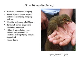 Ppt mamalia (welly&fitri) | PPT