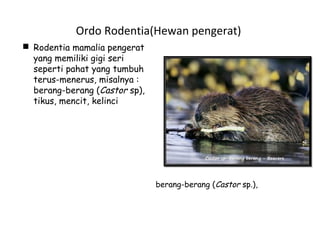 Ppt mamalia (welly&fitri) | PPT