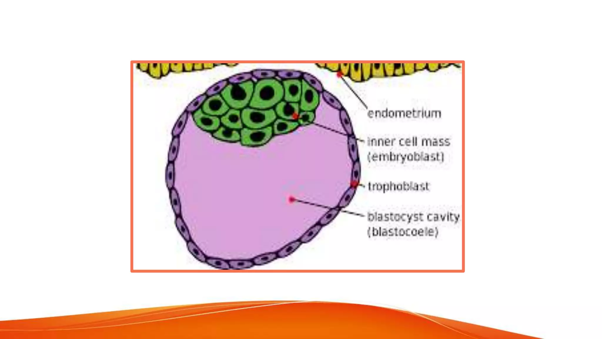 EARLY MAMMALIAN DEVELOPMENT | PPTX