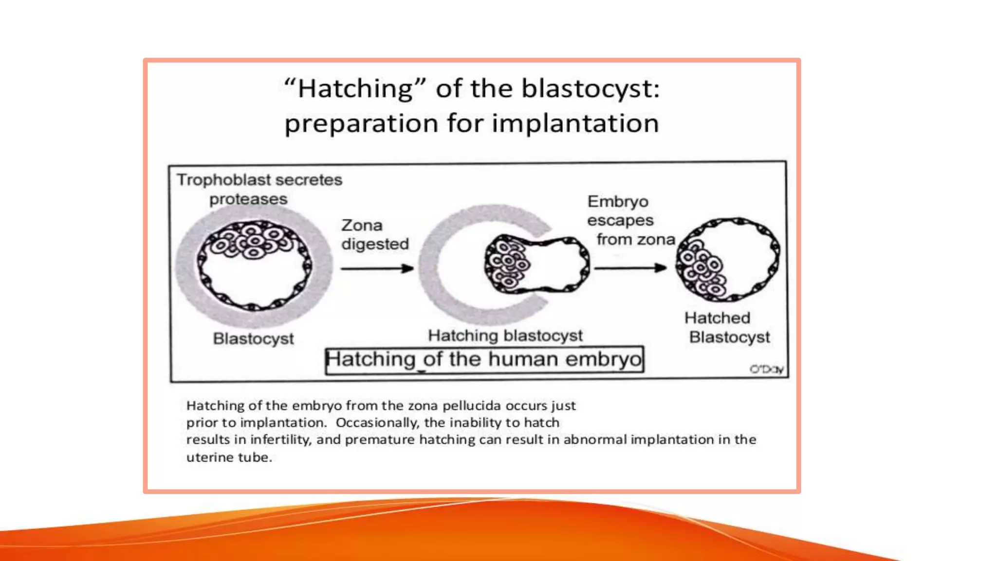 EARLY MAMMALIAN DEVELOPMENT | PPTX