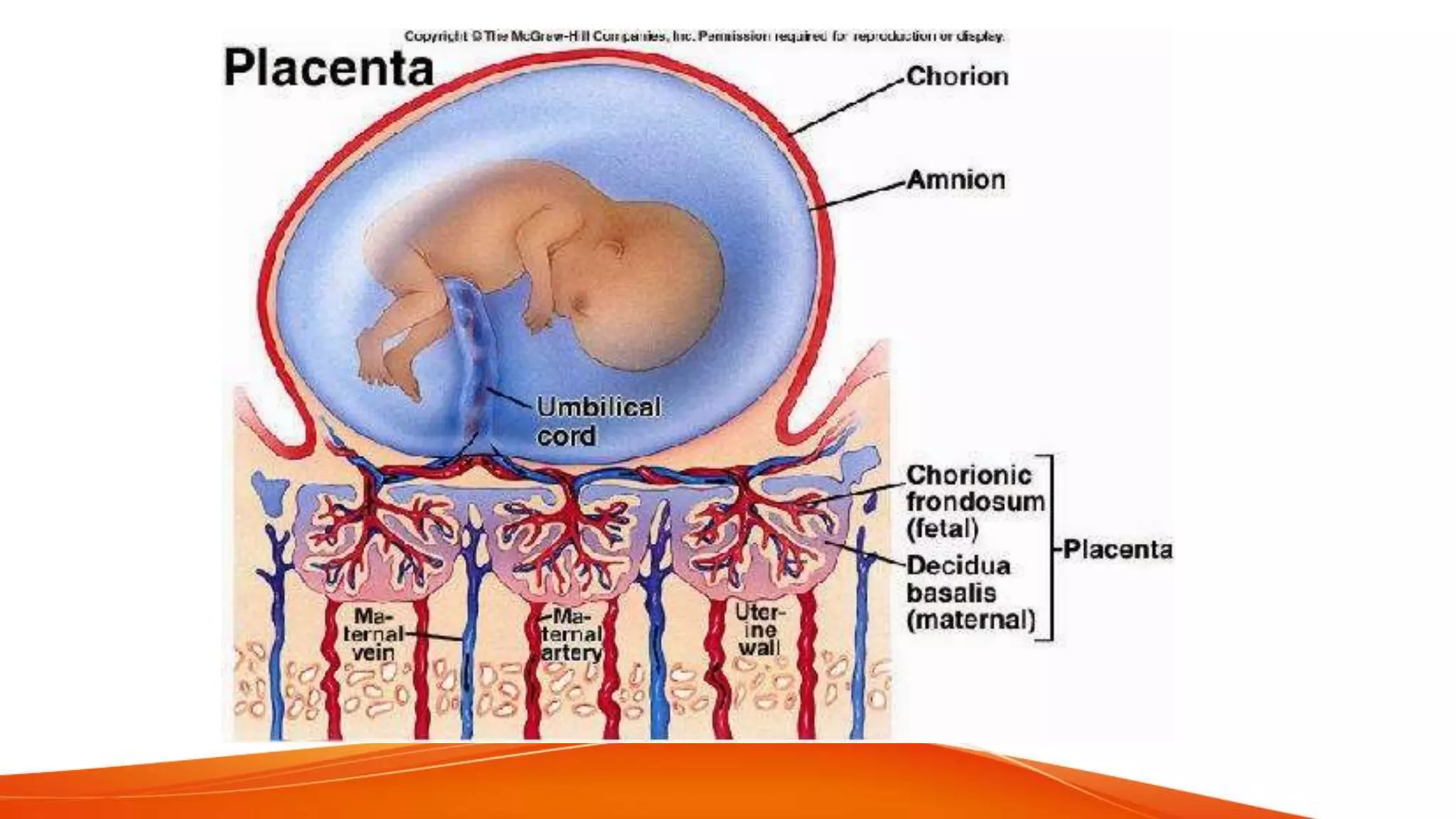 EARLY MAMMALIAN DEVELOPMENT | PPTX