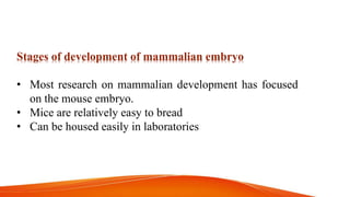 EARLY MAMMALIAN DEVELOPMENT | PPTX