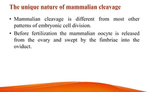 EARLY MAMMALIAN DEVELOPMENT | PPTX