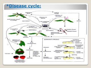 Disease of mango | PPTX