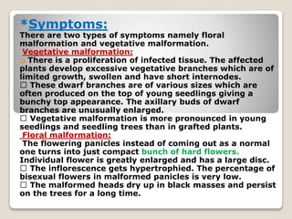 Disease of mango | PPTX