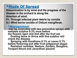 Disease of mango | PPTX