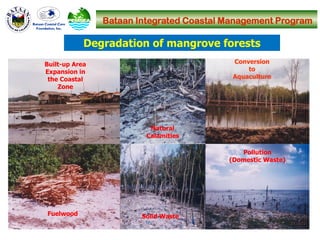 State of the Mangroves: Bataaan | PDF