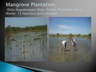 State of the Mangroves: Ilocos Norte | PDF