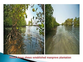 State of the Mangroves: Ilocos Norte | PDF