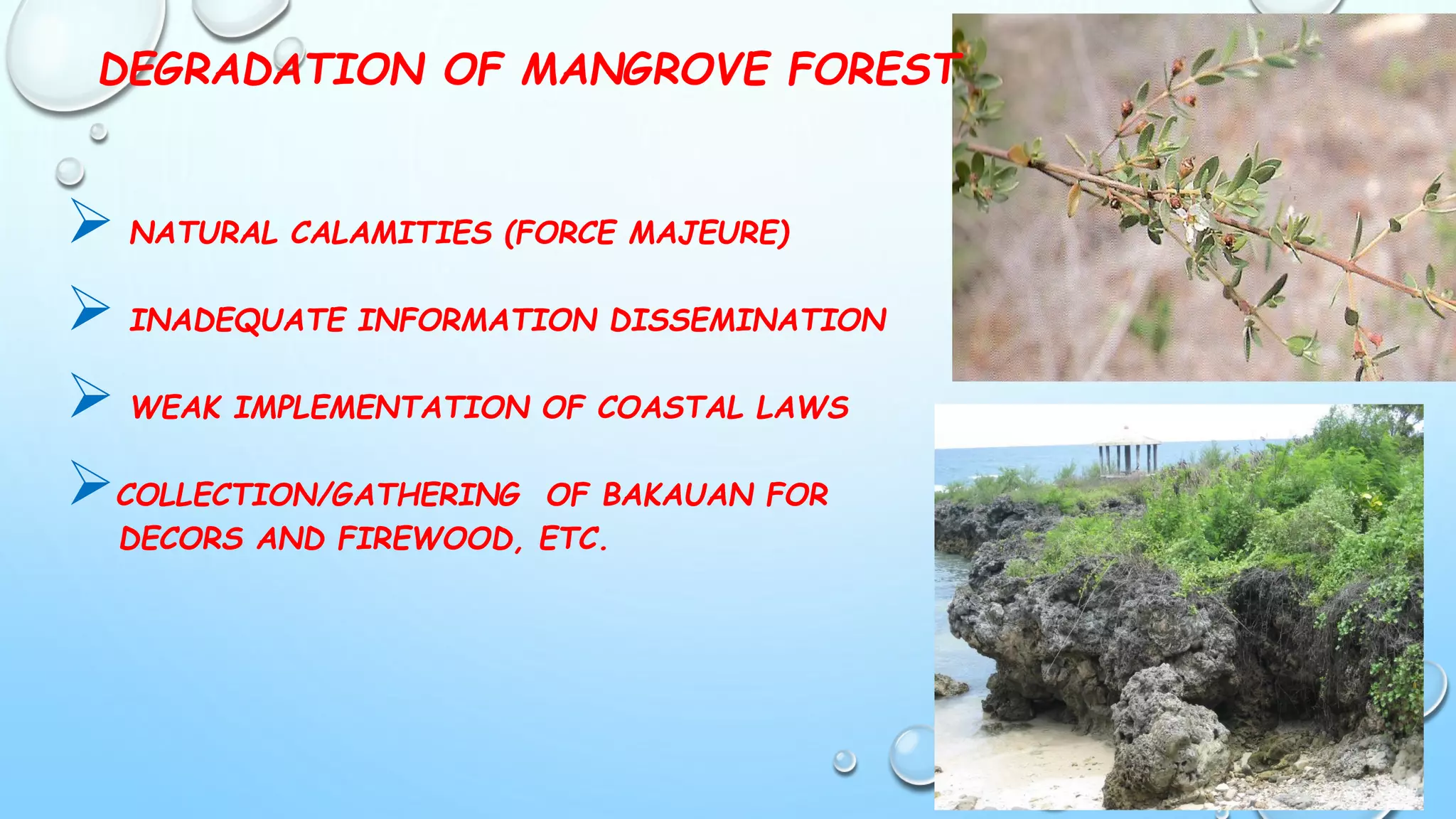 State of the Mangroves: Ilocos Sur | PDF