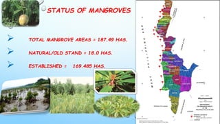 State of the Mangroves: Ilocos Sur | PDF