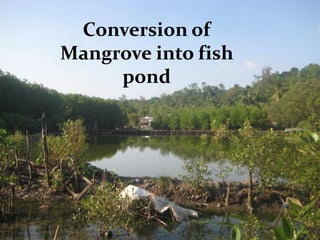 State of the Mangroves: Masinloc, Zambales | PDF