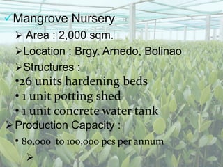 State of the Mangroves: Pangasinan | PDF