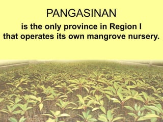 State of the Mangroves: Pangasinan | PDF