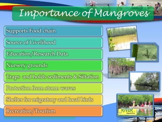 State of the Mangroves: Zambales | PDF