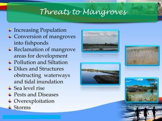 State of the Mangroves: Zambales | PDF