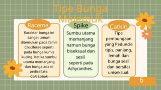 PPT MARFOLOGI BUNGA MAJEMUK-- KEL.3.pptx