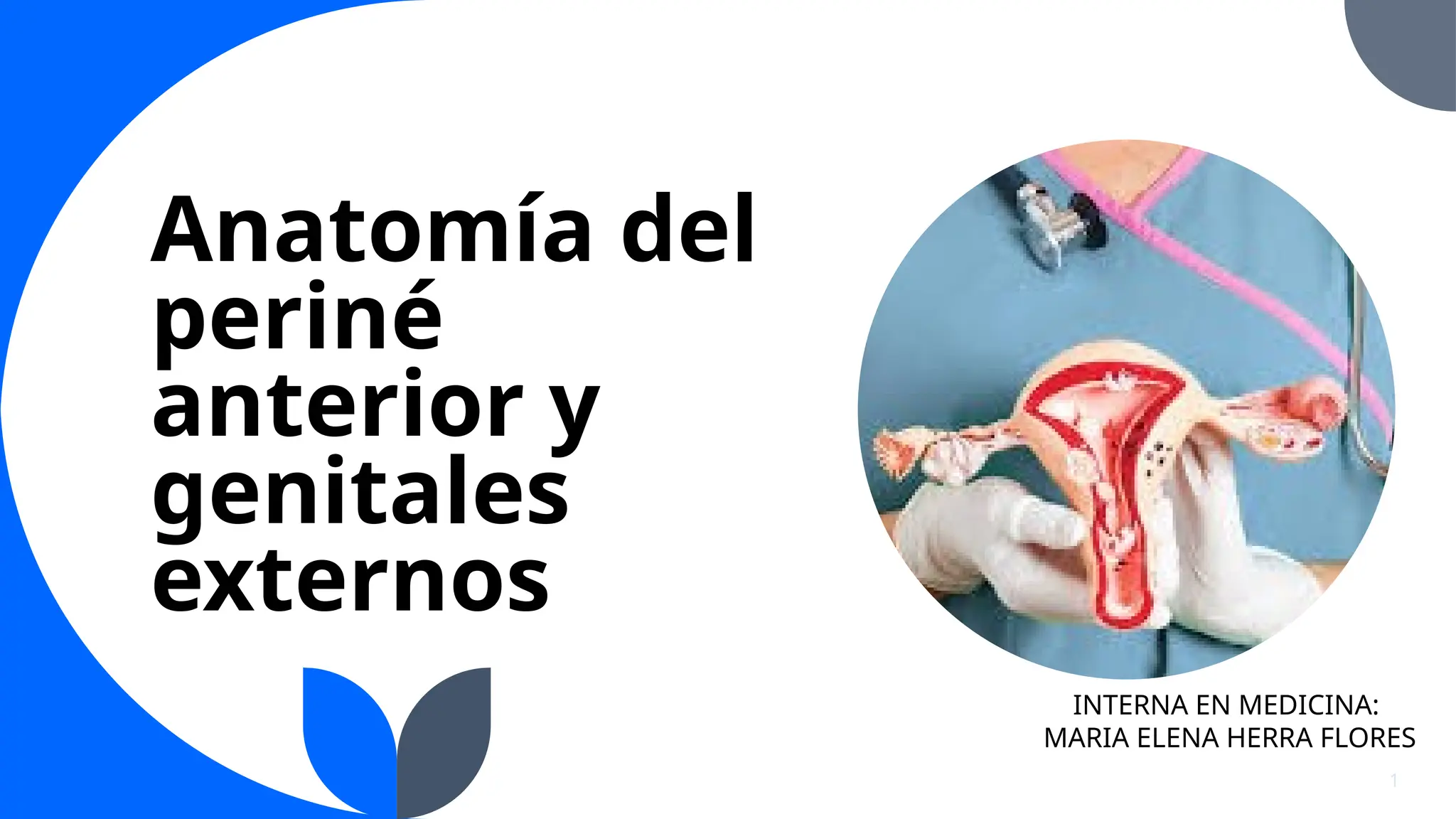 anatomia del perine anterior y gentales externos | PPTX