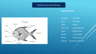 ppt marinkultur.pptx