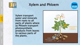 plant conducting system.pptx