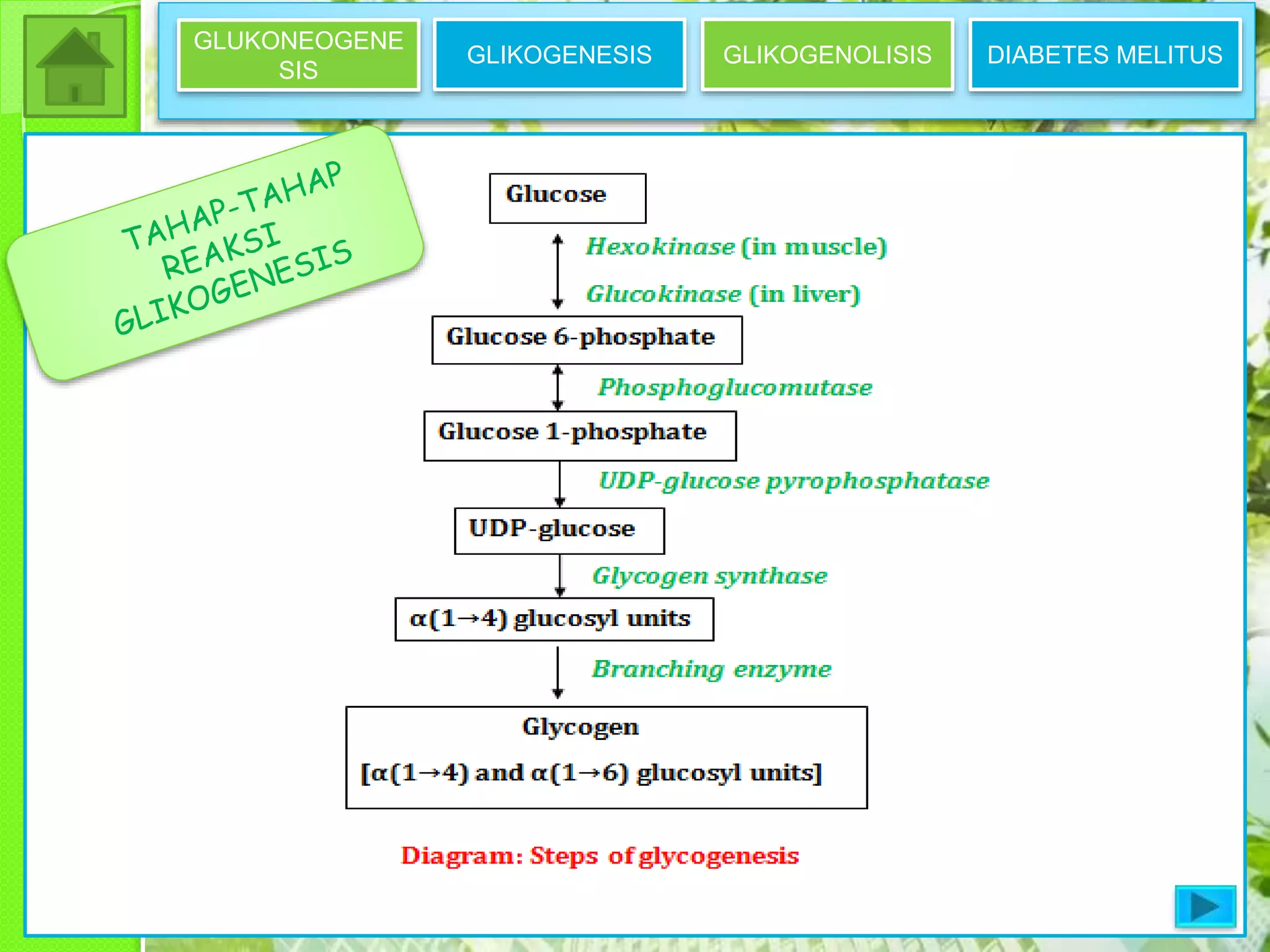Glukoneogenesis, Glikogenesis, Glikogenolisis dan Diabetes Melitus | PPTX