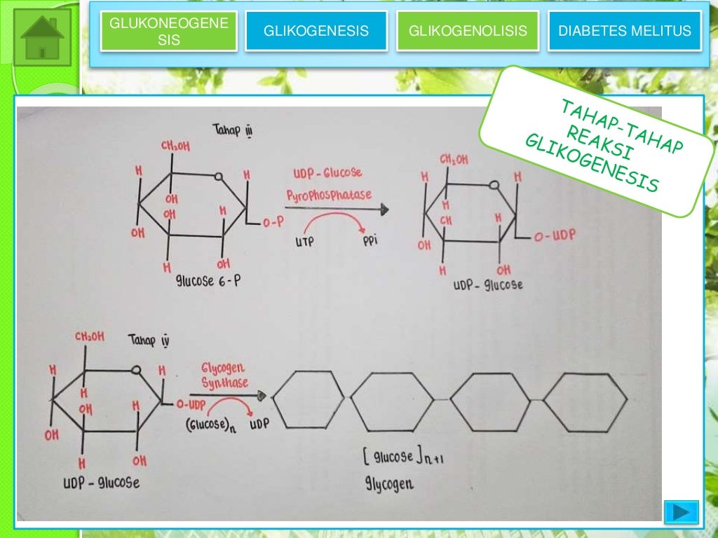 Glukoneogenesis, Glikogenesis, Glikogenolisis dan Diabetes Melitus