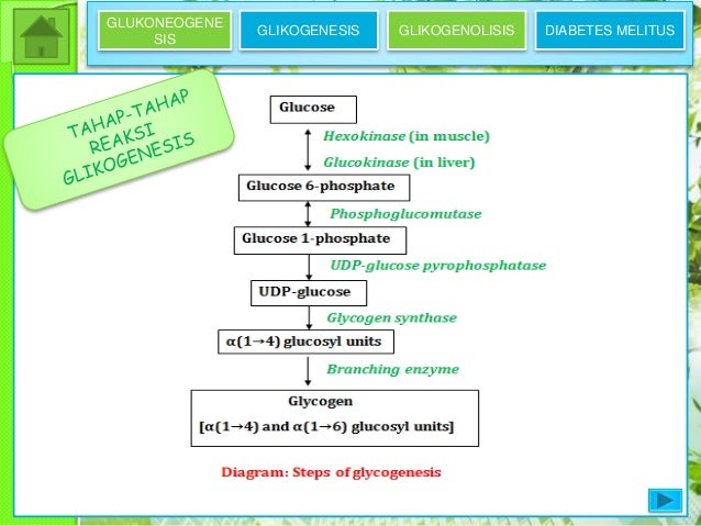 Glukoneogenesis, Glikogenesis, Glikogenolisis dan Diabetes Melitus