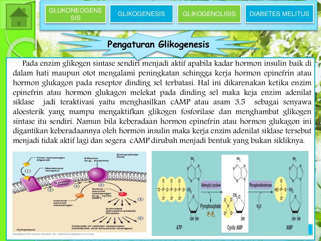 Glukoneogenesis, Glikogenesis, Glikogenolisis dan Diabetes Melitus