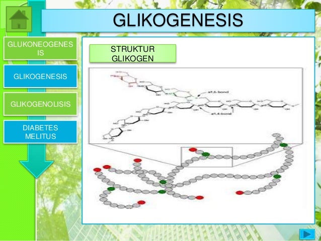 Glukoneogenesis, Glikogenesis, Glikogenolisis dan Diabetes Melitus