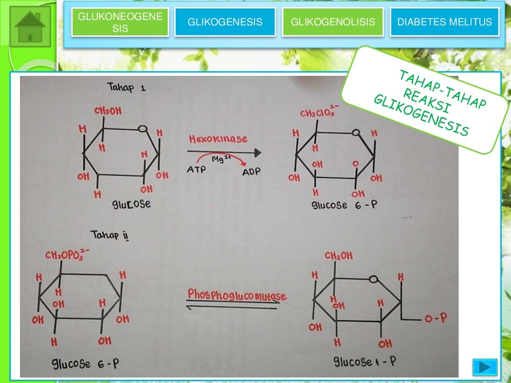 Glukoneogenesis, Glikogenesis, Glikogenolisis dan Diabetes Melitus